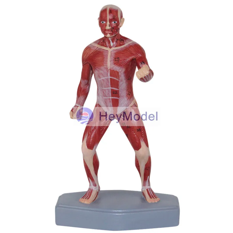 HeyModel Human superficial muscle anatomical motor system|system ...