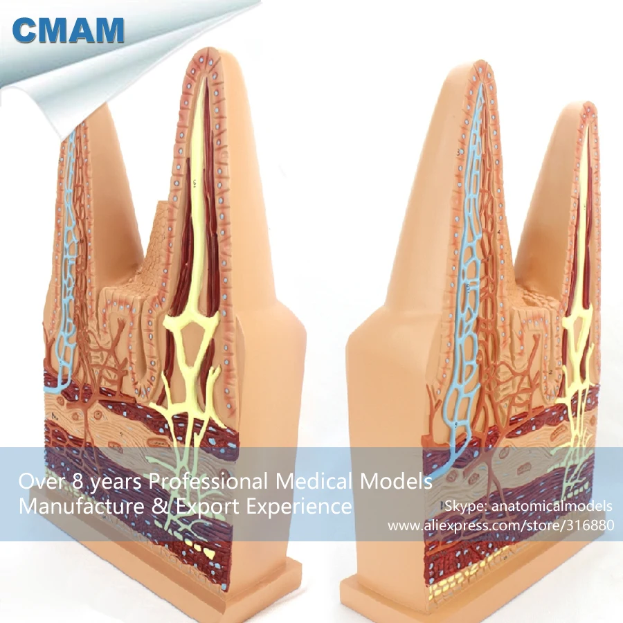 Small Intestine Villi Model