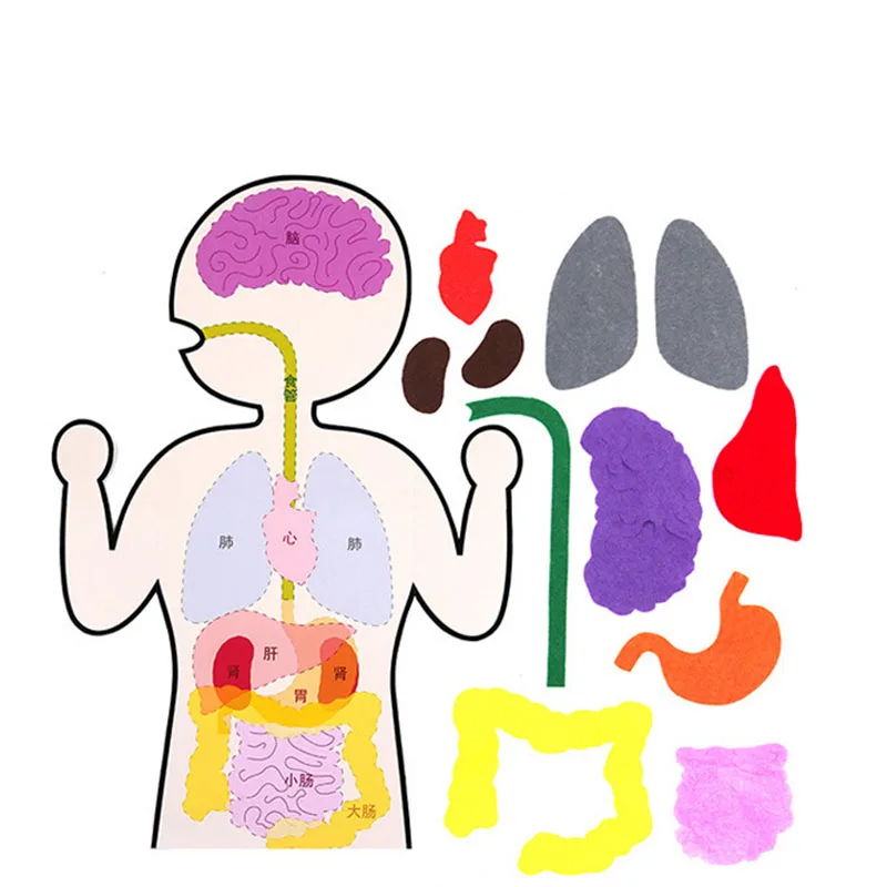 Human Body Organs Clipart