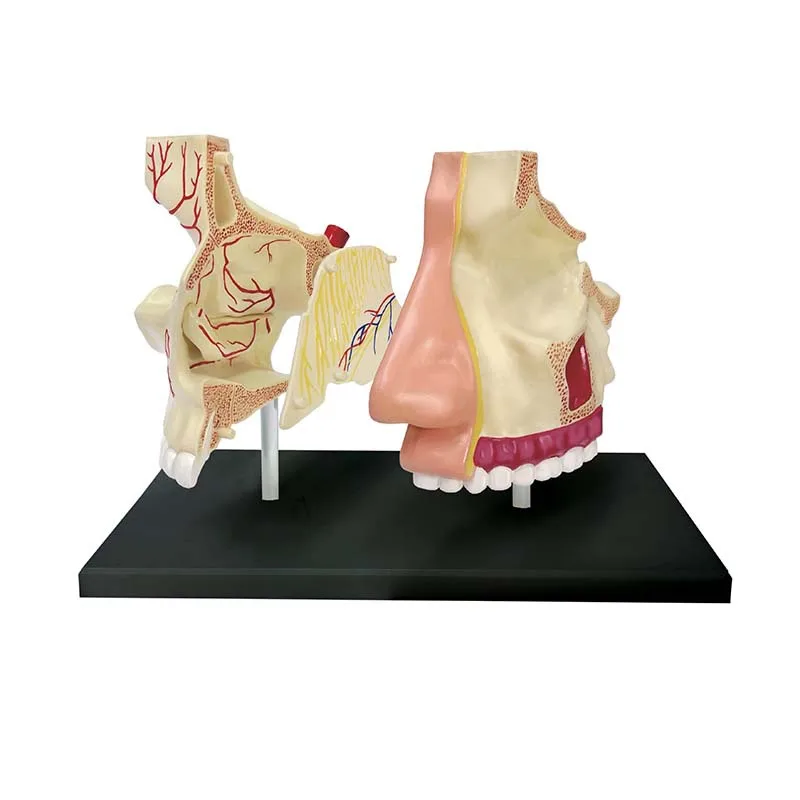 Modelo anatómico de cavidad Nasal humana, modelo de anatomía de nariz ...