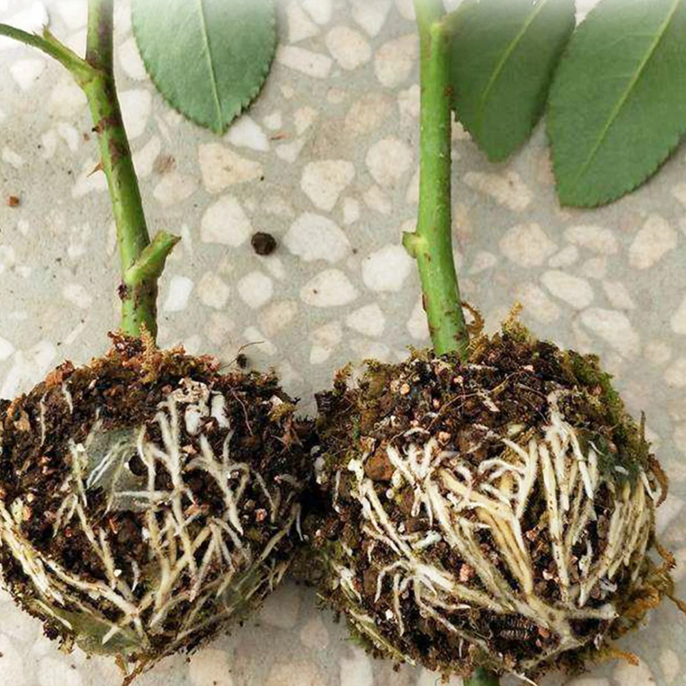 Plant Rooting Ball Grafting Reusable Convenient Plant Rooting Growing ...
