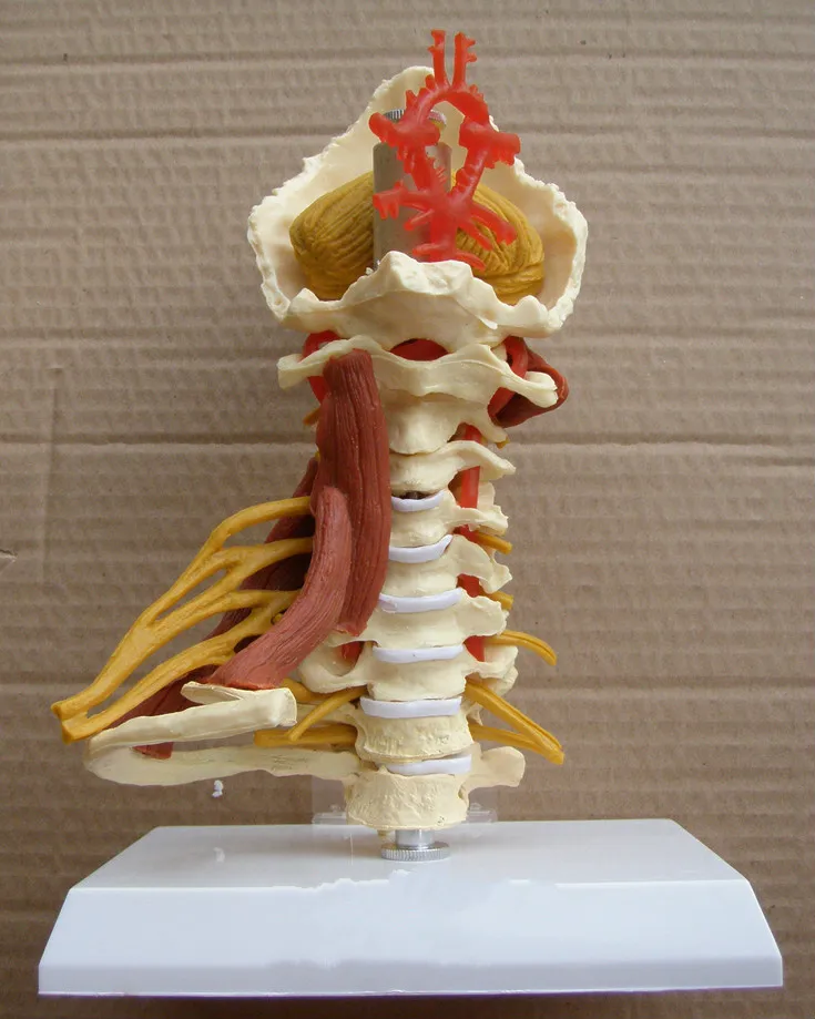 1-1-LifeSize-Cervical-Vertebrae-Cervical-and-Vertebral-Body-Cervical ...