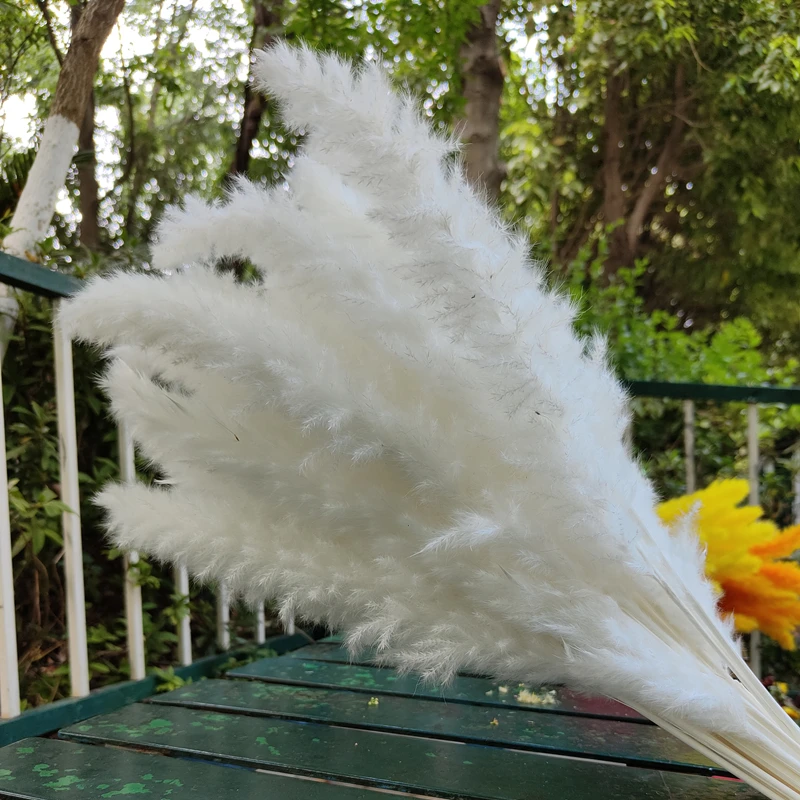 Natural Reeds Flower Bouquet Dekoration 30pcs Dried Pampas Grass Plants ...