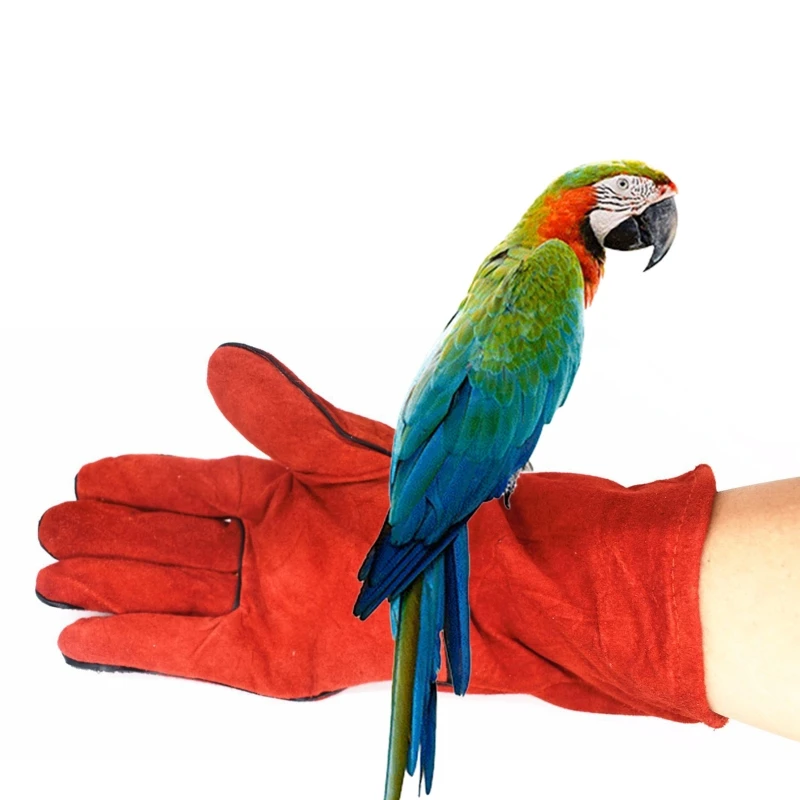 Bird-Parrot-Training-Anti-bite-Gloves-Hamster-Chewing-Scratching ...