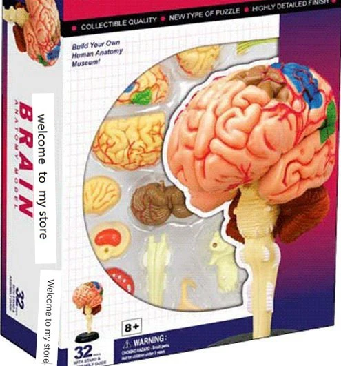 Assembled Puzzle Model Brain Structure Anatomical Of Skull Brain ...
