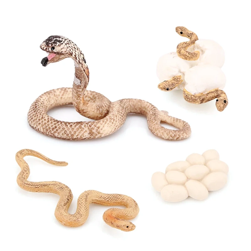 Life Cycle Of A Cobra Snake