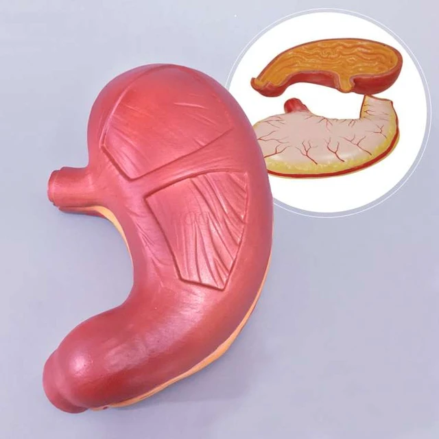 Stomach Wall Model