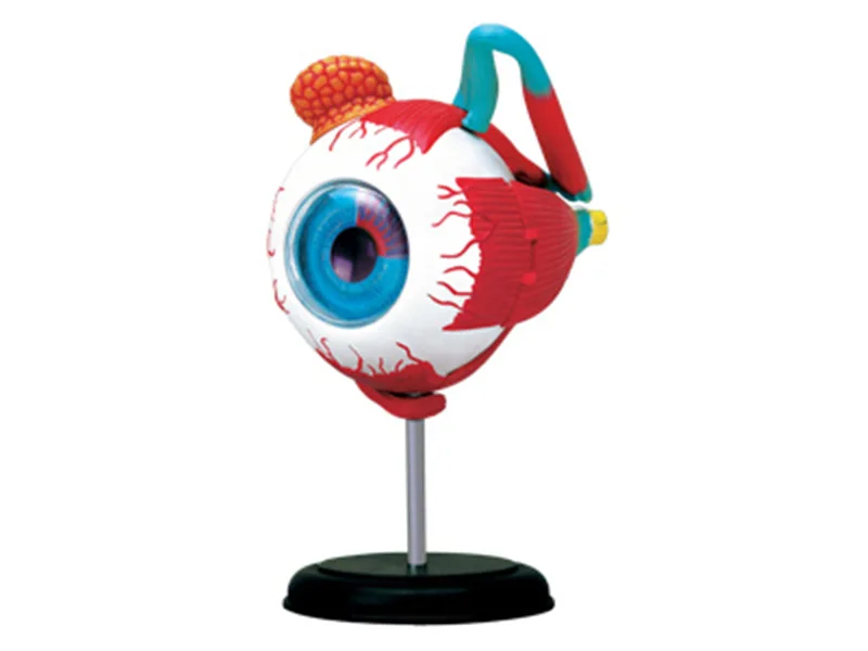 4d Human Eyeball Anatomy Model Skelekon puzzle Assembling Toy Medical ...