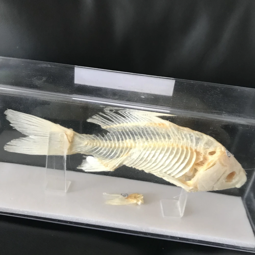 Goldfish Skeleton