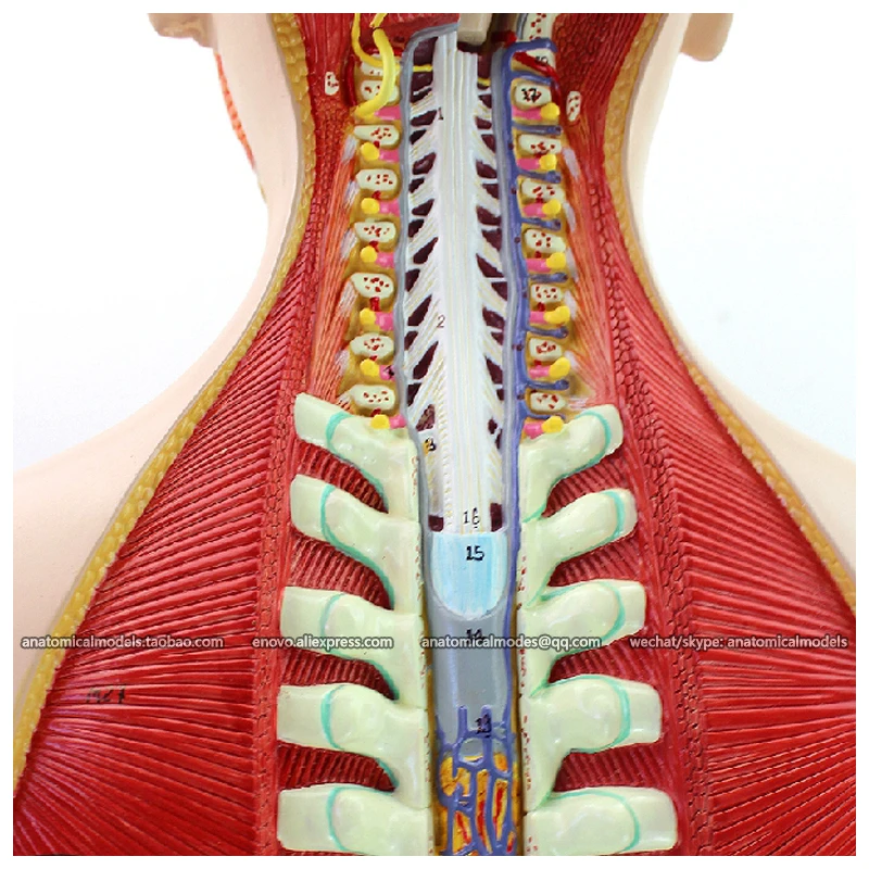 Torso Model Labeled Posterior