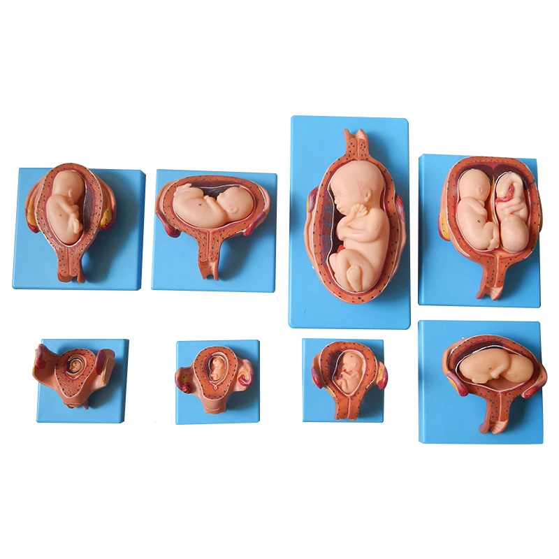 Embryonic Development Model,development Process Of Anatomical Fetal ...