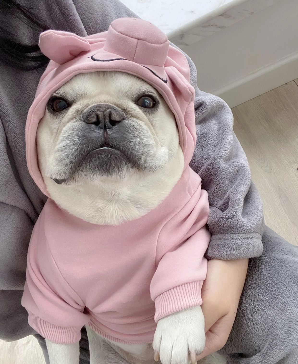 Fat Pugs In Costumes