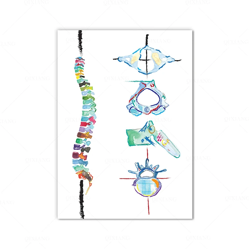 Spine Drawing