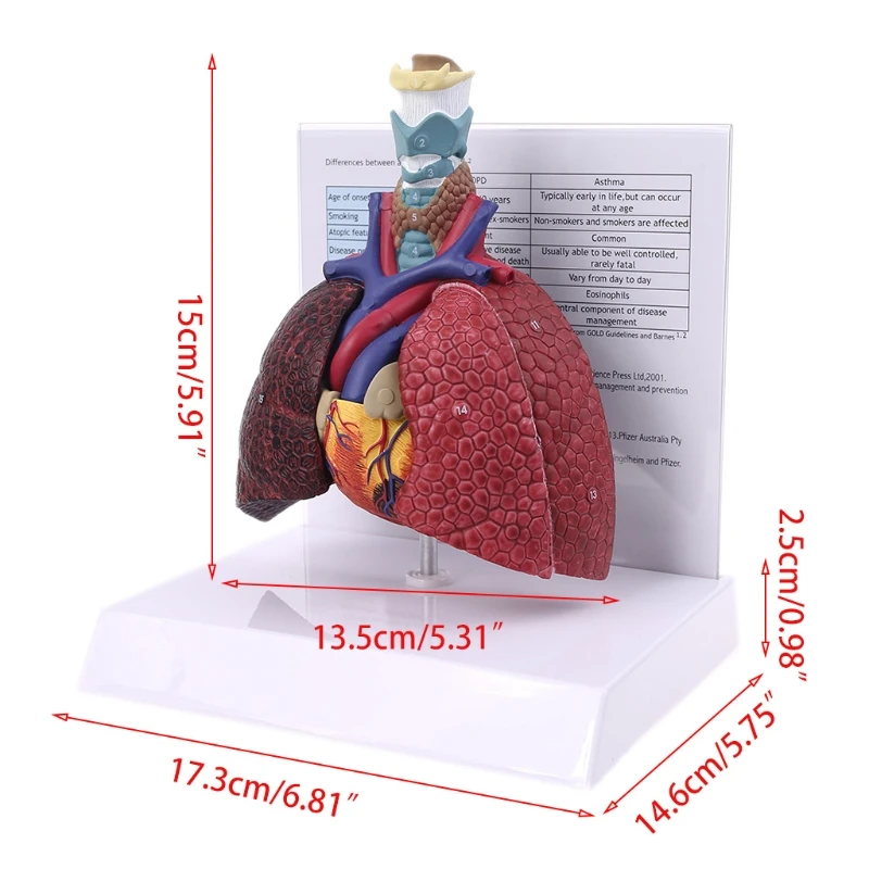 Life-Size-Human-Lung-Model-Anatomical-Respiratory-System-Anatomy-For ...