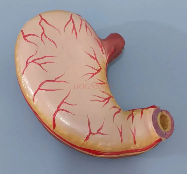 Stomach Wall Model