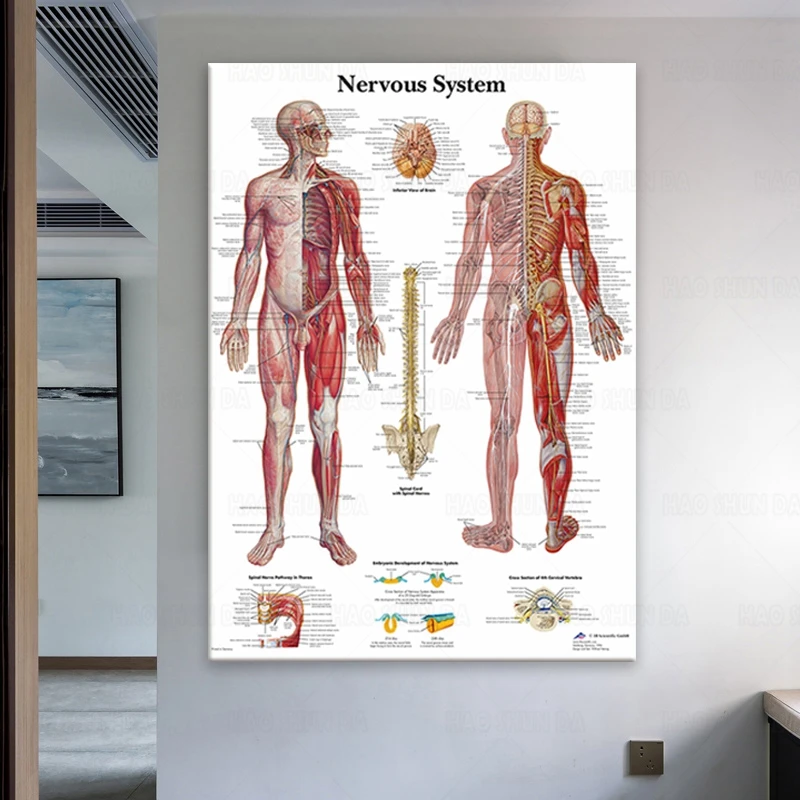 Nervous System Without Labels
