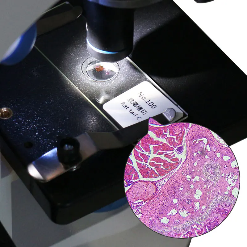 Euglenahucremikroskobu