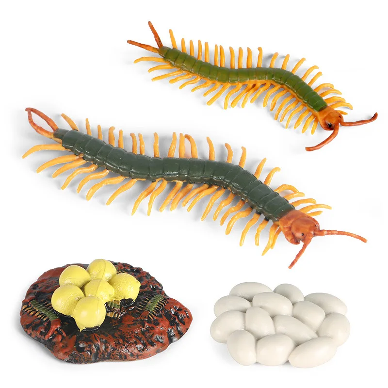 Centipede Life Growth Cycle Simulation Insects Model Science Education ...