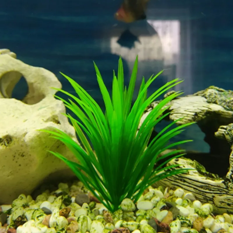 Mondo Grass Aquarium