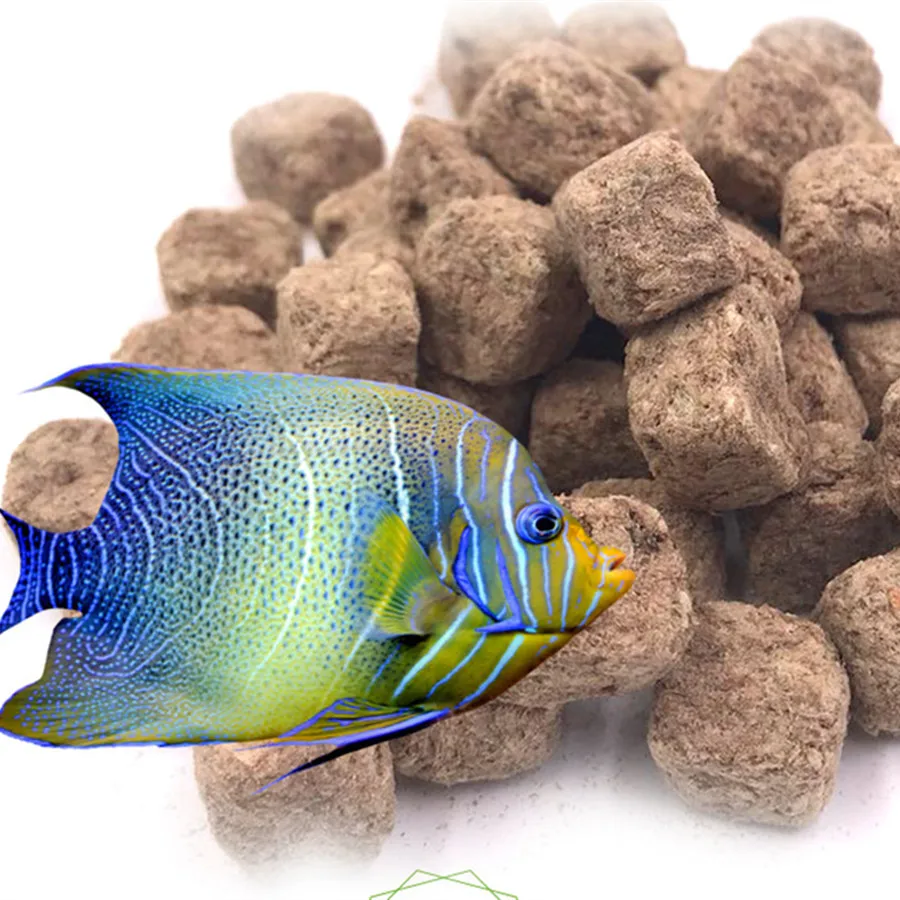 Raising Brine Shrimp Fish Food | Live Brine Shrimp Fish Food - Shrimp ...