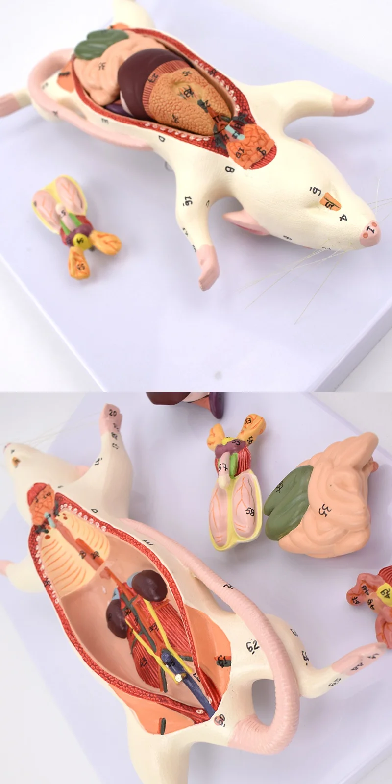 Mouse organ anatomical structure model Observe the appearance and ...