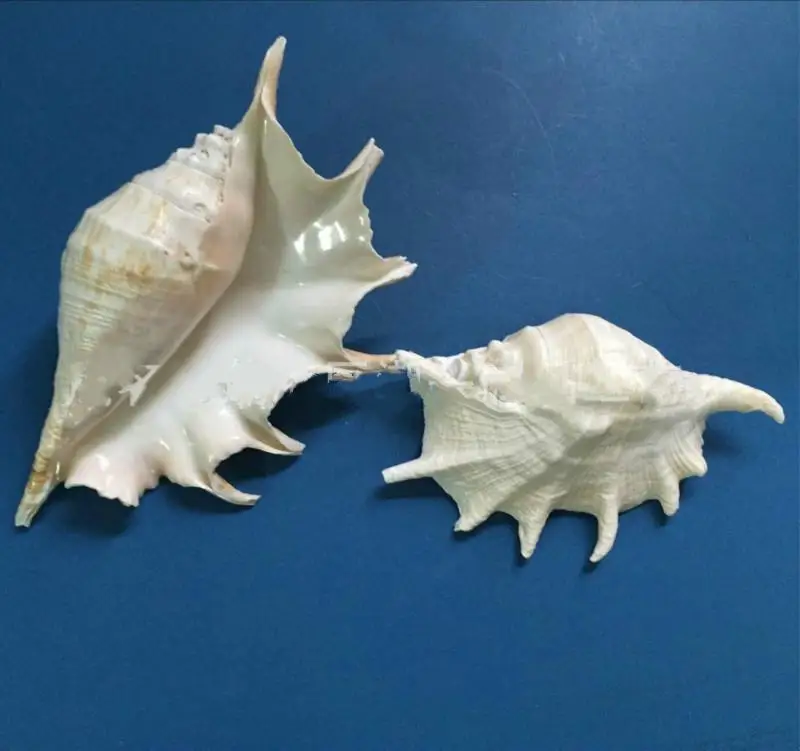 Natural Conch Large White Shells Seashells Home Aquarium Landscape Diy ...
