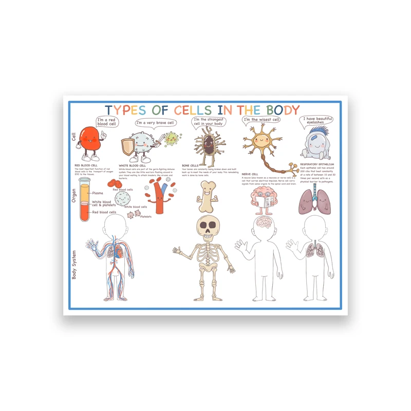 Human Cells For Kids