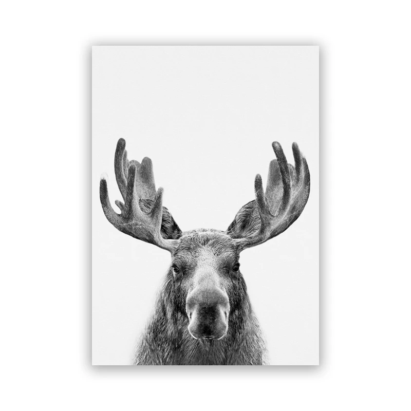 Black And White Moose