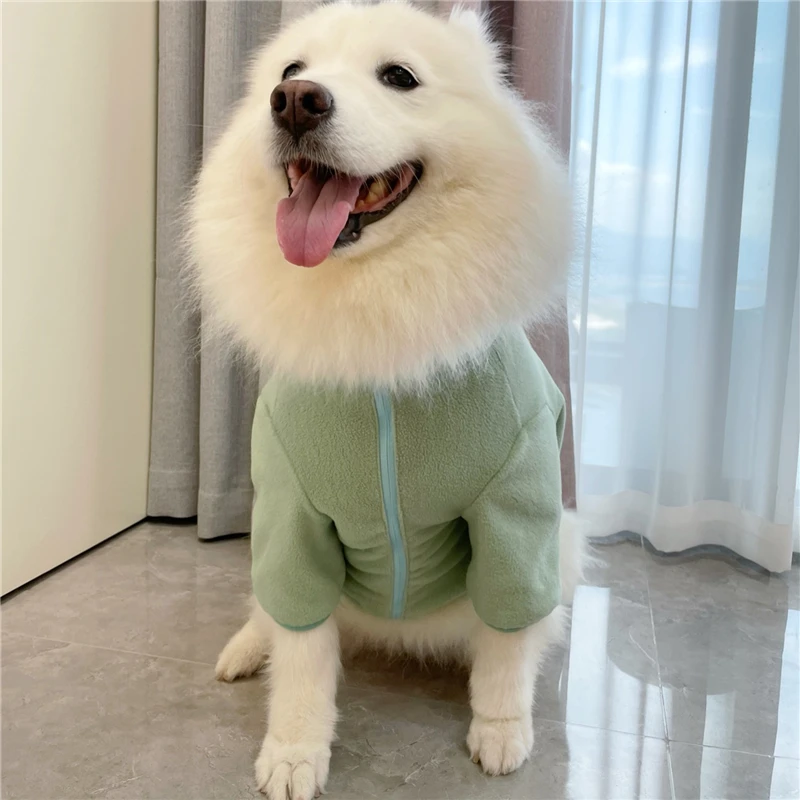 Giant Samoyed Dog