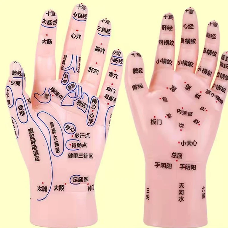 Hand Acupuncture Model Acupuncture And Acupuncture Hands - Medical ...