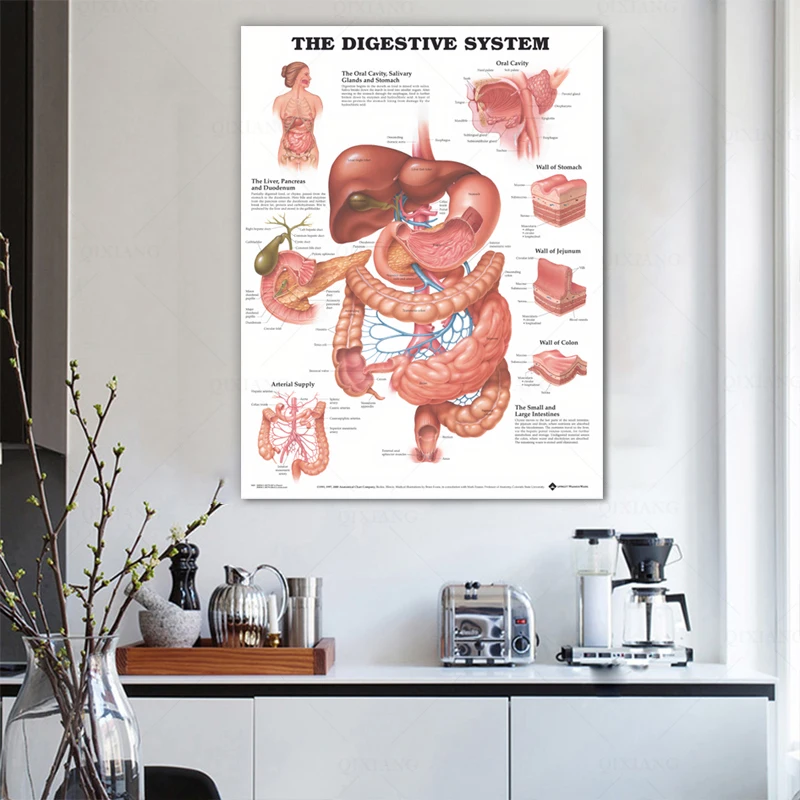 Gastrointestinal Anatomy Posters
