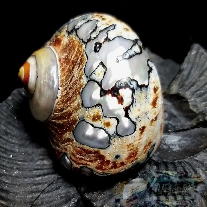 Conch-collection-South-African-turban-snails-look-good-home-decoration.jpg