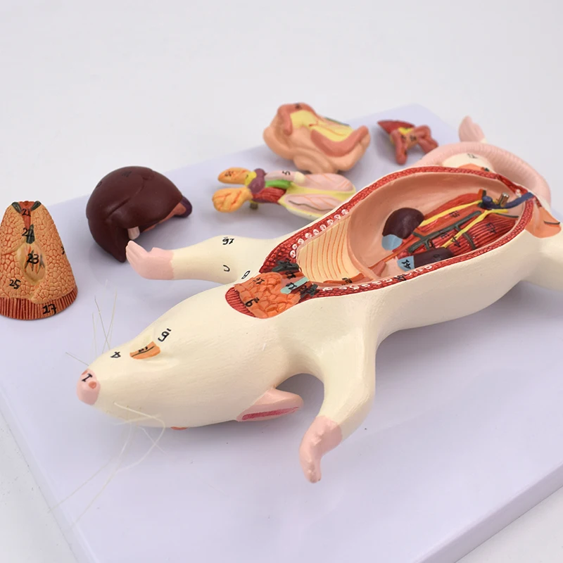 Mouse organ anatomical structure model Observe the appearance and ...