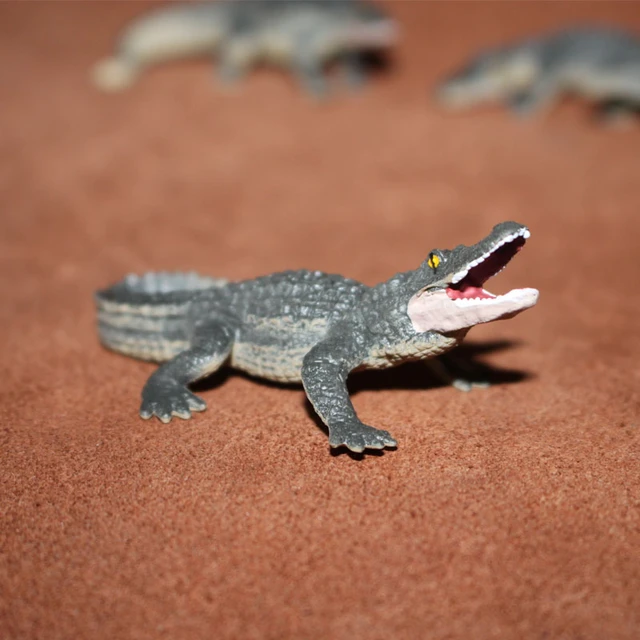 Baby Crocodile Animal