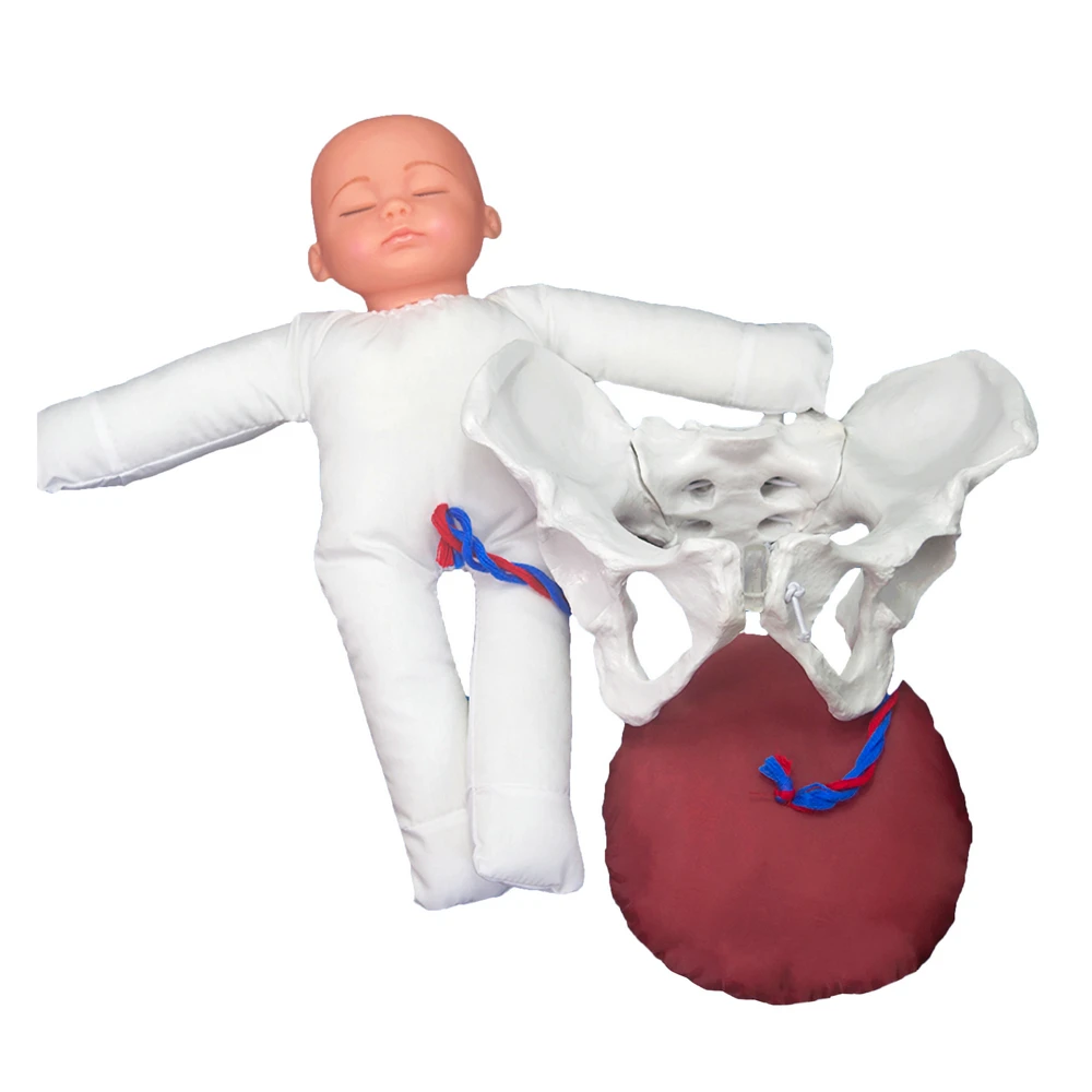 1-1-Life-Size-Human-Female-Childbirth-Pelvis-Demonstration-Fetus ...