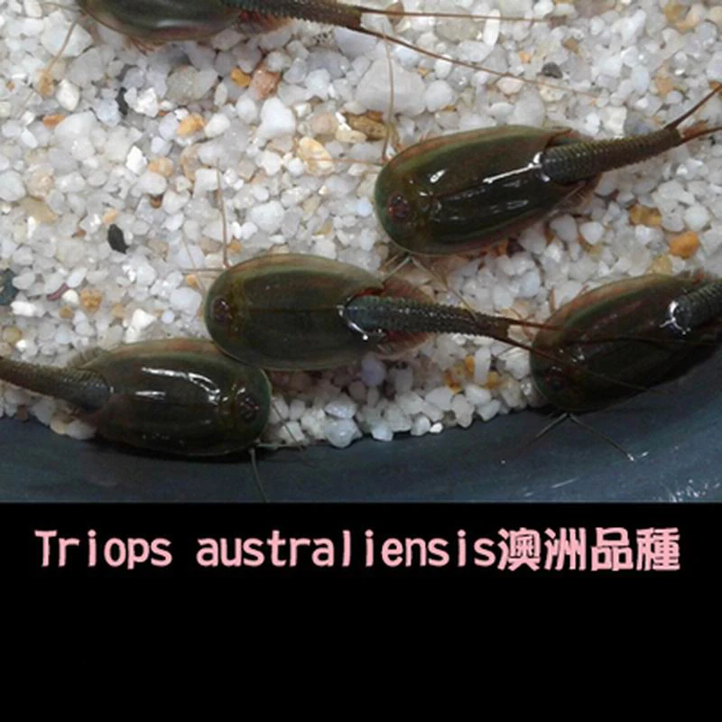 Triops Laying Eggs