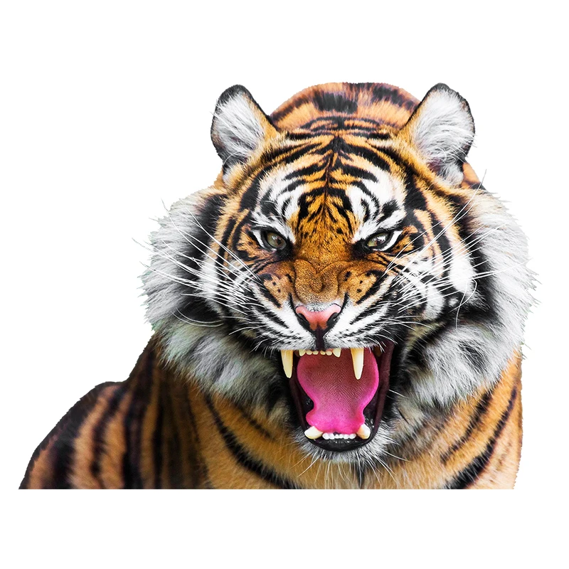 Angry Tiger Face Hd