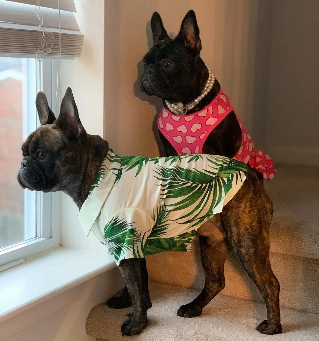 DogMEGA Hawaiian Shirt for Dog | Dog Summer Clothes – DogMega.Com