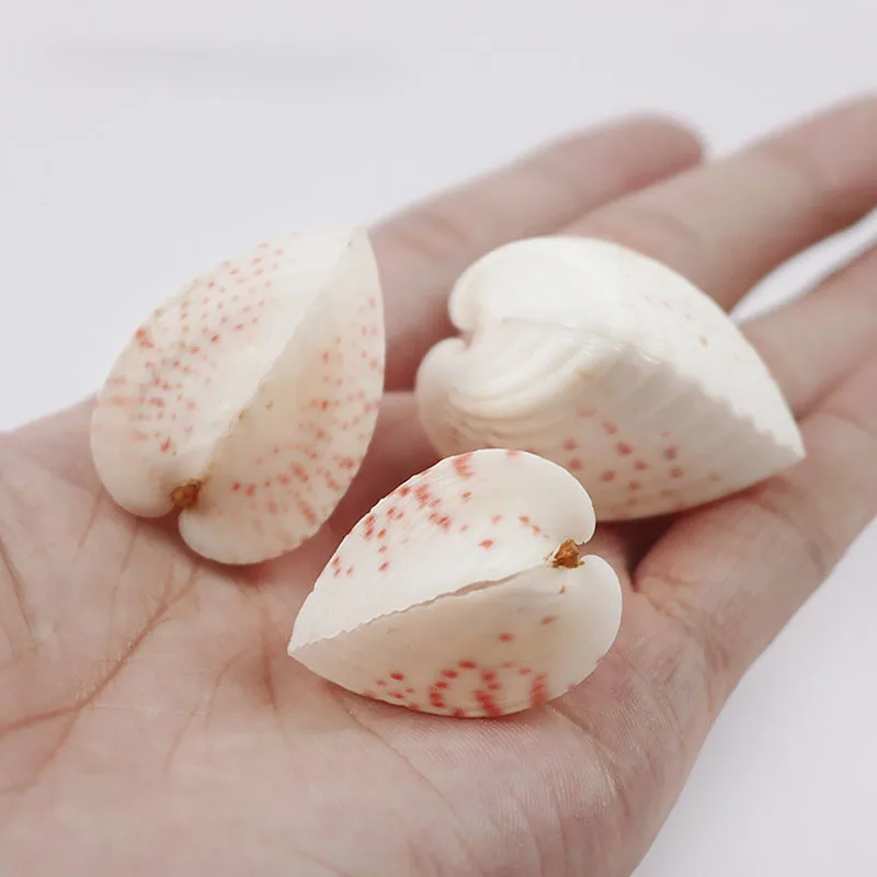 2 4cm Natural Shells Conchs Love Heart Shaped Conch Sea Shell Valentine ...