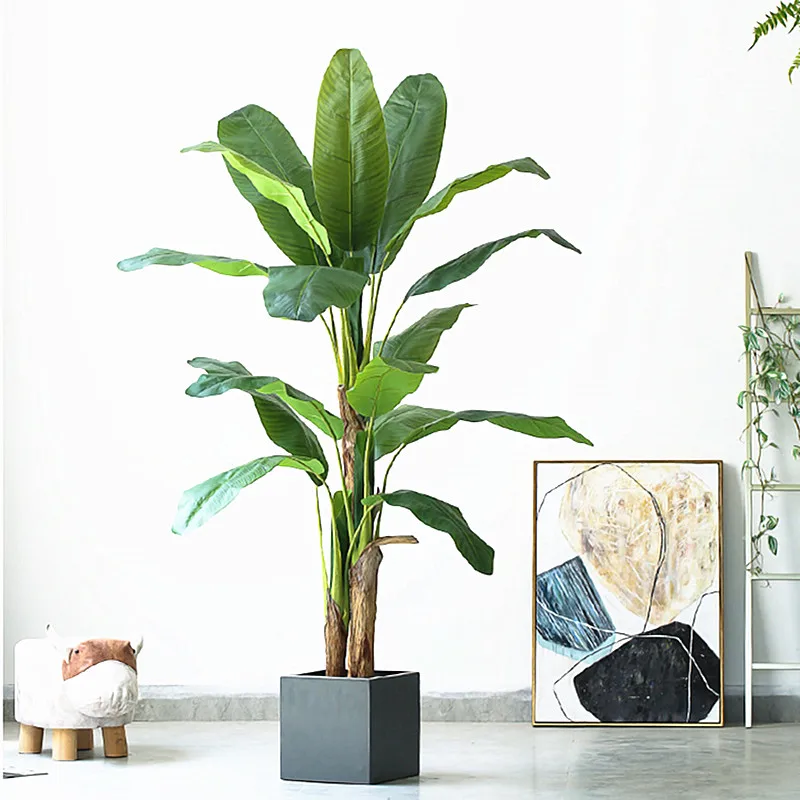 Banana Bonsai Tree
