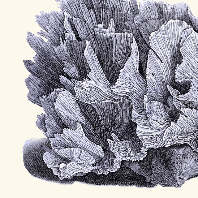 Types Of Coral Drawing