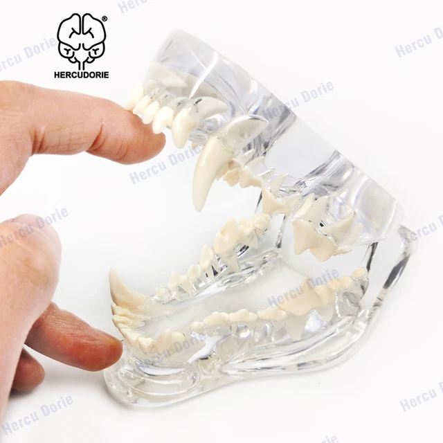 Teeth Anatomy Canine