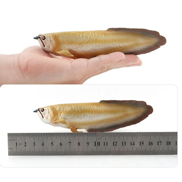 Arowana Fish Male And Female Difference