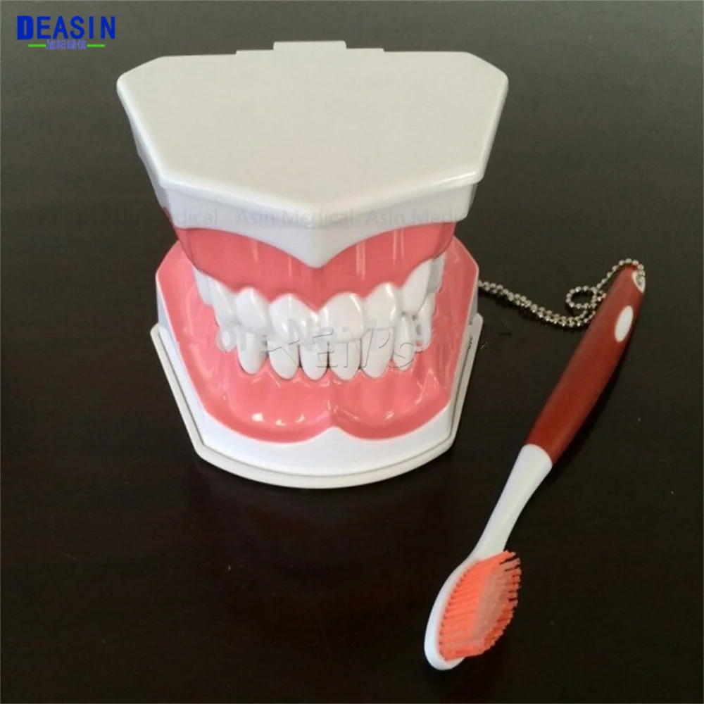 New-Arrival-Tooth-Model-Oral-Teeth-Model-Student-Study-Model-Children ...