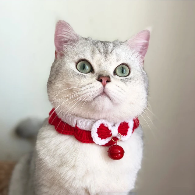 White Cat With Bell Ribbon