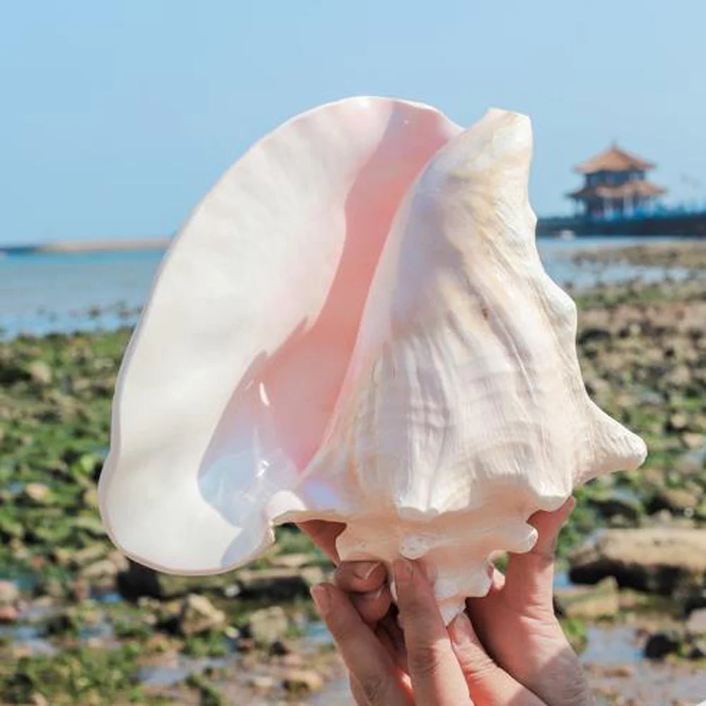 1pcs-natural-Conch-sea-shell-rouge-conch-shell-queen-conch-shell-for ...