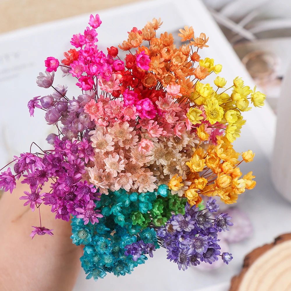 30pcs Beautiful Vivid Mini Daisy Small Star Dried Flowers Floral ...