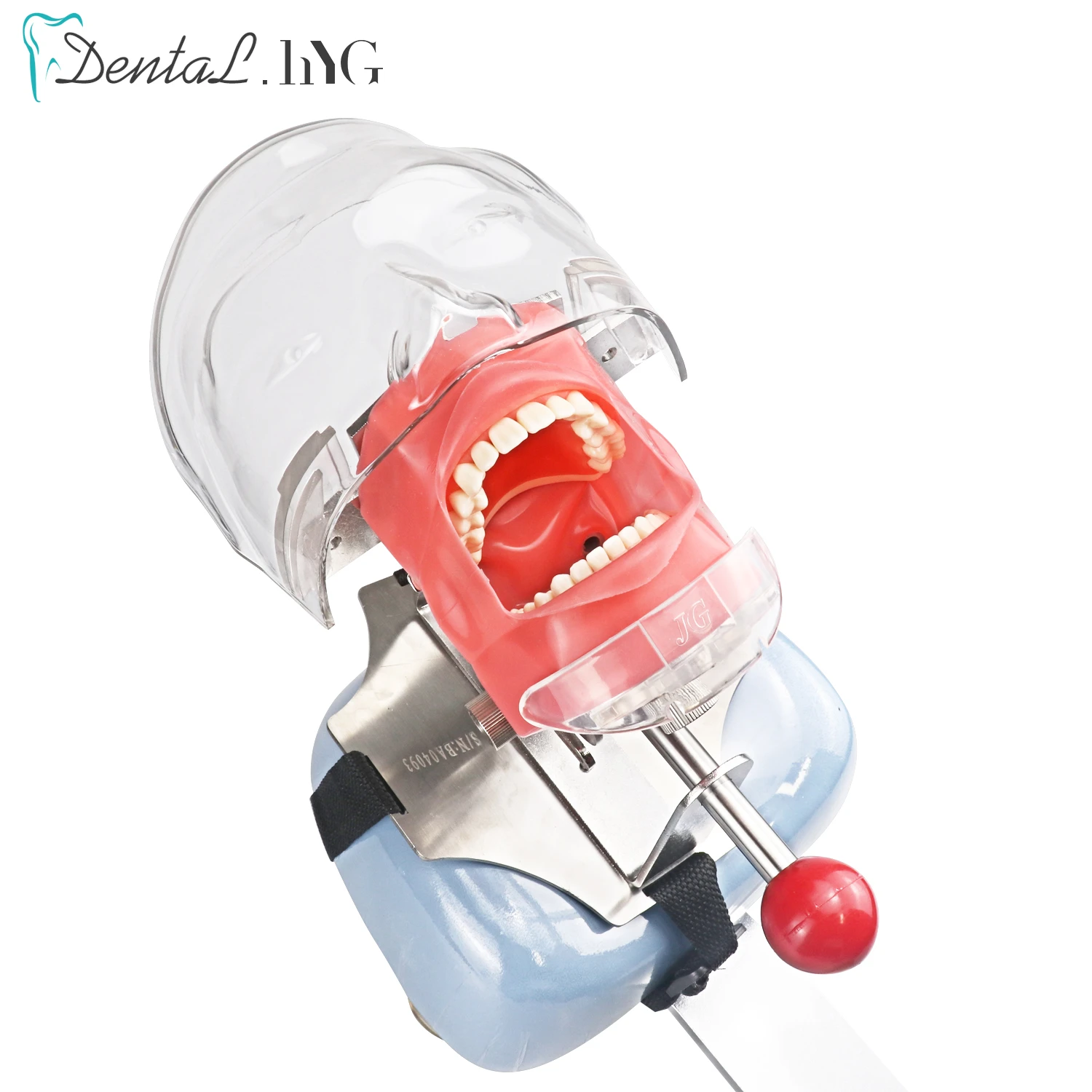 Simple Head Model Dental Simulator Phantom Head for Dentist Education ...