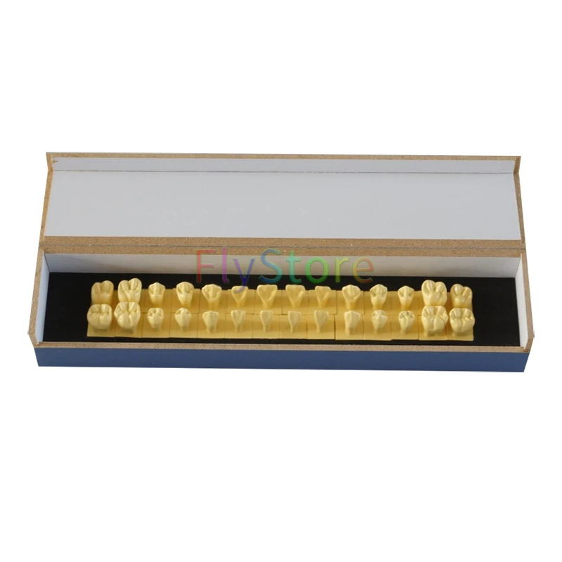 Di-modeli-kal-c-di-modeli-di-hekimi-di-anatomisi-anatomisi-modeli-baz ...