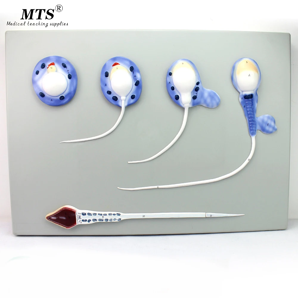 Sperm Maturation Process